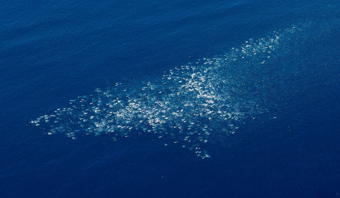 Dolphins! | West Coast Aerial Photography, Inc